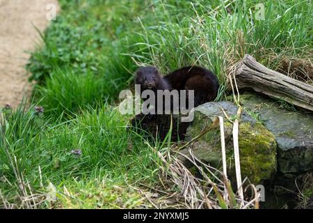 american mink, mink, Mustela lutreola, mustelidae, predator, robber ...