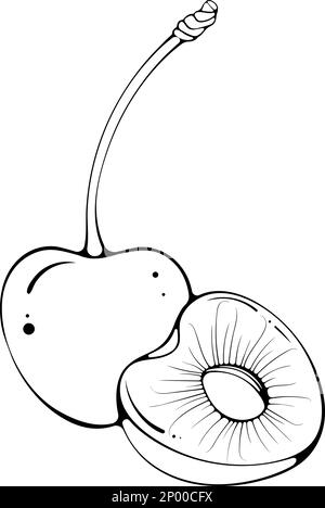 cherry pit sketch hand drawn vector Stock Vector Image & Art - Alamy