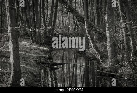 little waterflow in a chaotic wood Stock Photo - Alamy