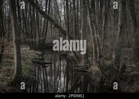 little waterflow in a chaotic wood Stock Photo - Alamy