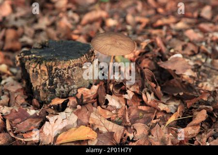 Hymenopellis radicata, commonly known as the deep root mushroom or the ...