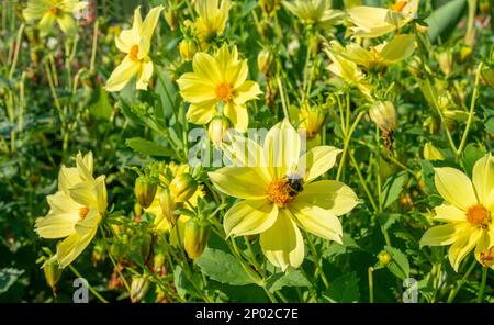 Amazing Dahlia flowers on a yellow pastel background. Flat lay. Place ...