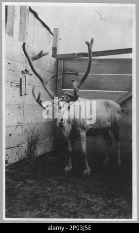 Reindeer waiting to be slaughtered. Frank and Frances Carpenter ...