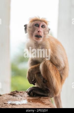 Toque Macaque, Monkey, posing on stone with Sri Lanka Landscape Stock ...