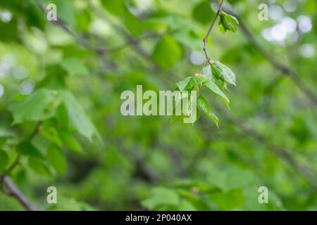 Bright green leaves of Tilia Koreana Nakai Tilia amurensis, Amur lime ...
