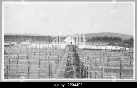 Fox farm. Frank and Frances Carpenter collection , Gift; Mrs. W. Chapin ...