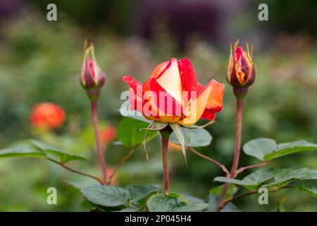 Floribunda Rose known by several common names, including Persian rose ...