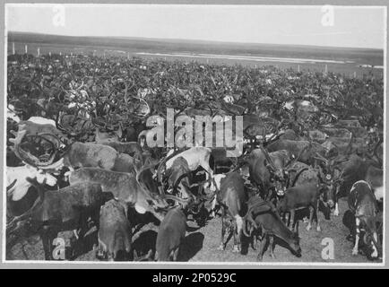 Reindeer. Frank and Frances Carpenter collection , Gift; Mrs. W. Chapin ...