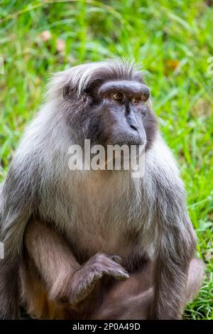 Tonkean macaque (Macaca tonkeana) is a species of primate in the family ...