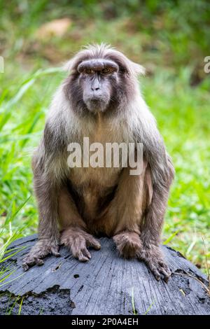 Macaca tonkeana, Tonkean Macaque Stock Photo - Alamy