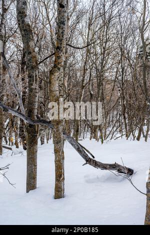 Winter forest with quaking aspen (Populus tremuloides) trees, the state ...