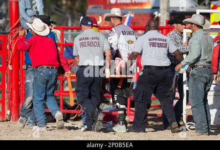 Miami Florida,Homestead,Championship Rodeo,trained Brahma bull,horn ...