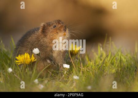 Eastern vole, Eastern vole, european water vole (Arvicola amphibius ...