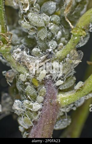 Mealy cabbage aphid, Mealy cabbage aphid, Aphid, Aphids, Other animals ...