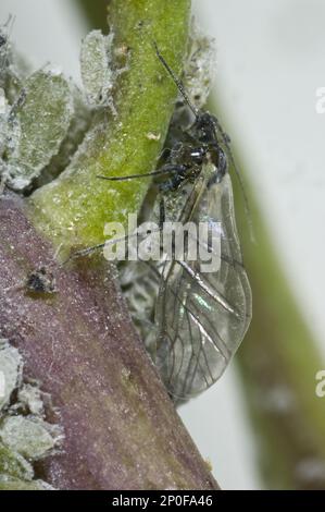 Mealy cabbage aphid, Mealy cabbage aphid, Aphid, Aphids, Other animals ...