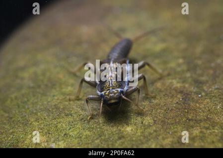 Plecoptera, Stonefly, Stoneflies, Other animals, Insects, Animals ...