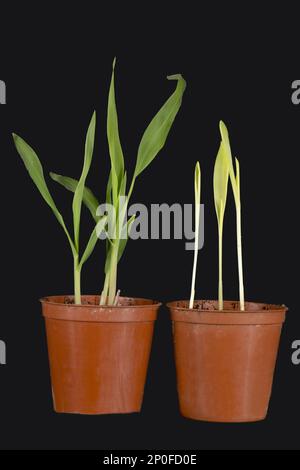 Maize or corn seedlings germinated and grown with and without light ...