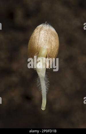 Germinating seed of winter wheat (Triticum aestivum), with radicle ...