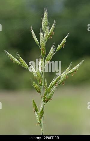 Soft brome, Bromus mollis, flowering spike with anthers exposed ...