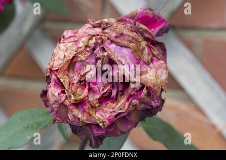 Grey mould or Botrytis blight, Botrytis cinerea, spoiling the bloom of ...