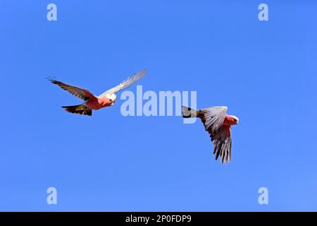 Pink Cockatoo, pair flying, Sturt National Park, New South Wales ...