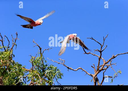 Pink Cockatoo, pair flying, Sturt National Park, New South Wales ...