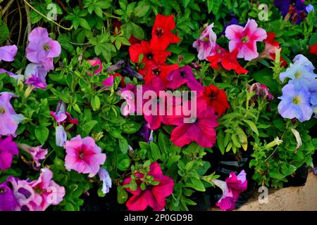 Valley Of Flowers, Statue Of Unity complex, tallest statue in the world, located in the Kevadia ...
