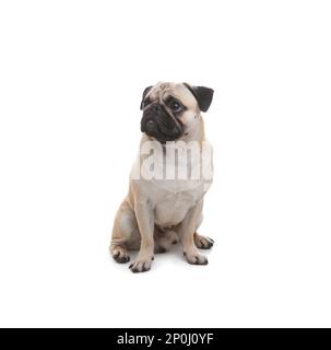 Beige pug puppy with a black muzzle, aged one and a half months, lies ...