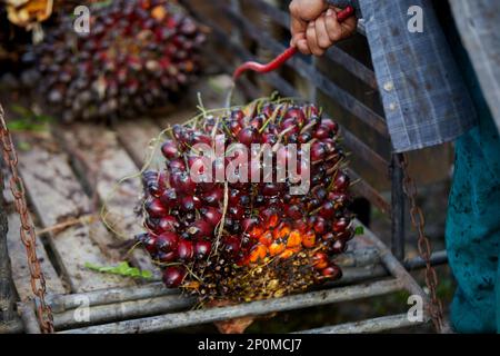 Oil palm fresh fruit bunch (FFBs) awaiting inspection and processing at ...
