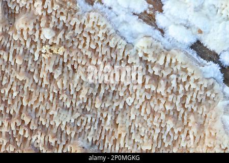 Phlebia rufa, also called Merulius rufus, a crust fungus from Finland ...