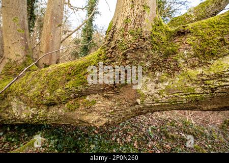 Fallen tree across frame illustrating the textures and patterns in the ...