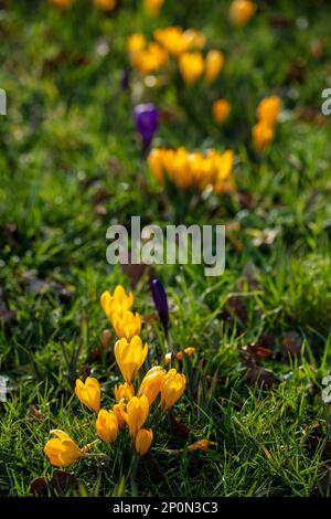 Patch of mixed Crocuses in late winter sunshine. Natural close-up ...