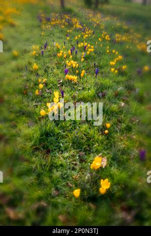 Patch of mixed Crocuses in late winter sunshine. Natural close-up ...