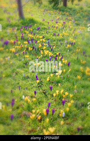 Patch of mixed Crocuses in late winter sunshine. Natural close-up ...
