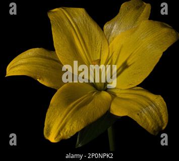 Single Lilly black background Stock Photo - Alamy
