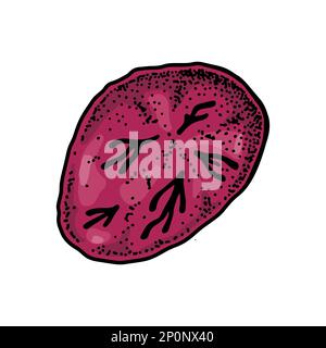 Reticulocyte blood cell isolated on white background. Hand drawn ...