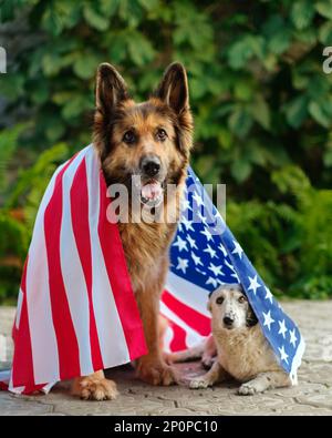 Two dogs sit covered with an American flag Stock Photo - Alamy