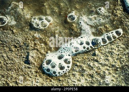 Wind-induced water level fluctuations in the salty shallow bays of the ...