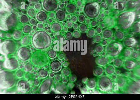 Unicellular Cyanobacteria