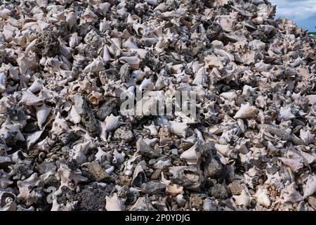 Beach scene of conch shells in Ambergris Caye, Belize, in the Caribbean ...