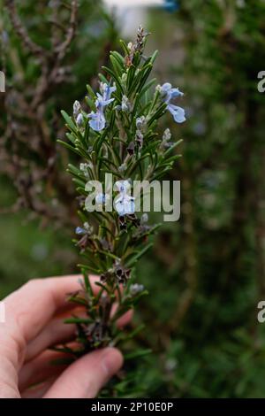 Rosemary herb blossoming in the garden, blue and purple, rosmarinus ...