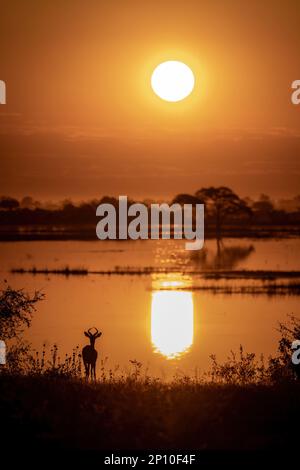 Common impala stands on riverbank at sunset Stock Photo - Alamy