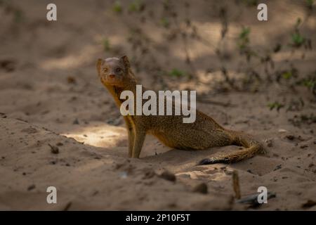 Common Slender Mongoose Africa; Herpestes sanguineus, aka Black tipped ...
