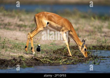 Female common impala drinks by blacksmith lapwing Stock Photo - Alamy