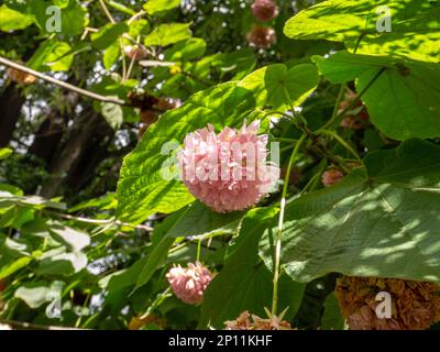 Dombeya wallichii, Pink Ball Tree, Tropical Hydrangea, tree with heart ...