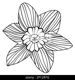 Single vintage woodcut narcissus daffodil flower silhouette isolated on ...
