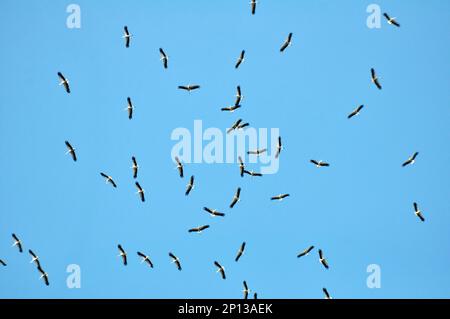 In the air, white storks gather in a flock before migration Stock Photo ...