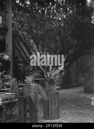 Courtyard, New Orleans, between 1920 and 1926 Stock Photo - Alamy
