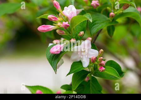 Abundant pink flowers of Weigela florida in mid May. spring flower ...