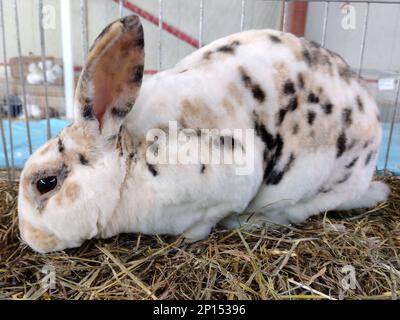 White rabbit with brown and black spots Stock Photo - Alamy